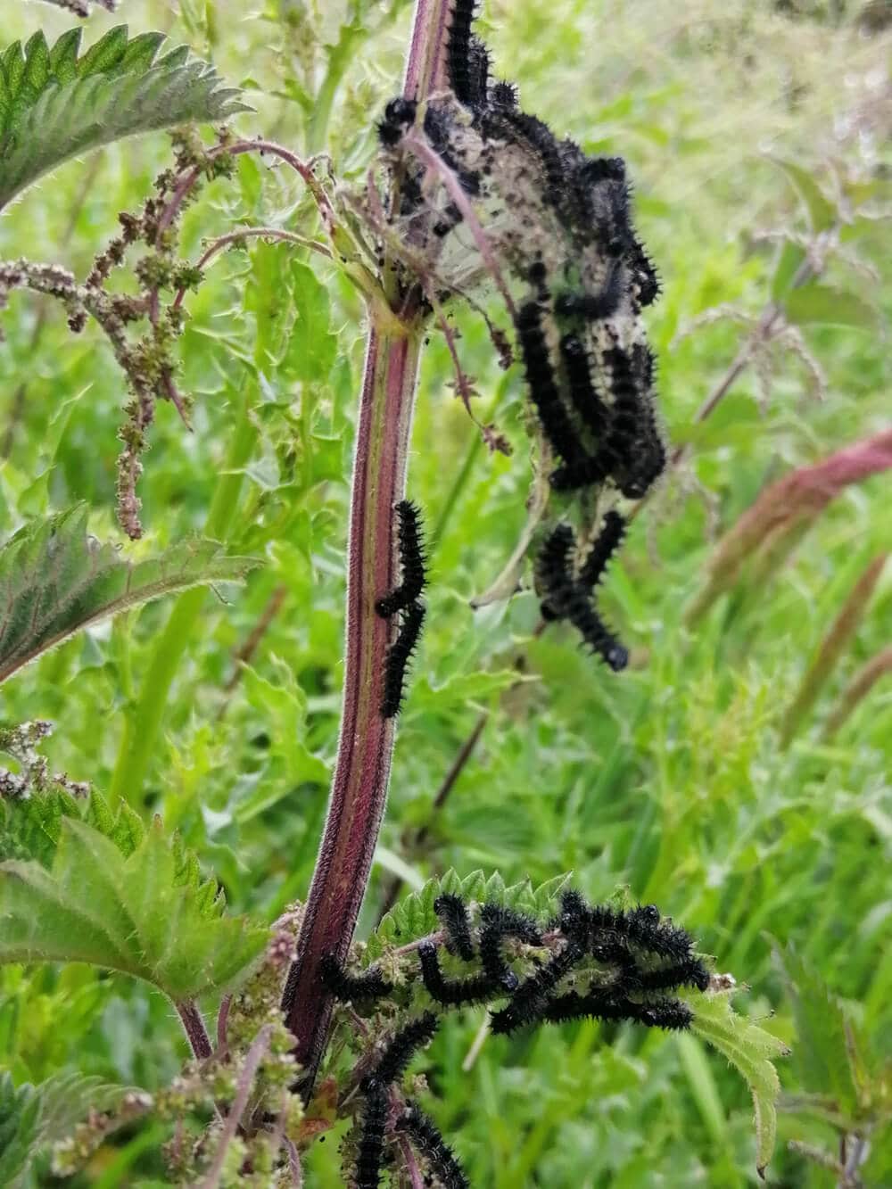 Peacock Butterfly Caterpillars - Fantastic Photos and Facts