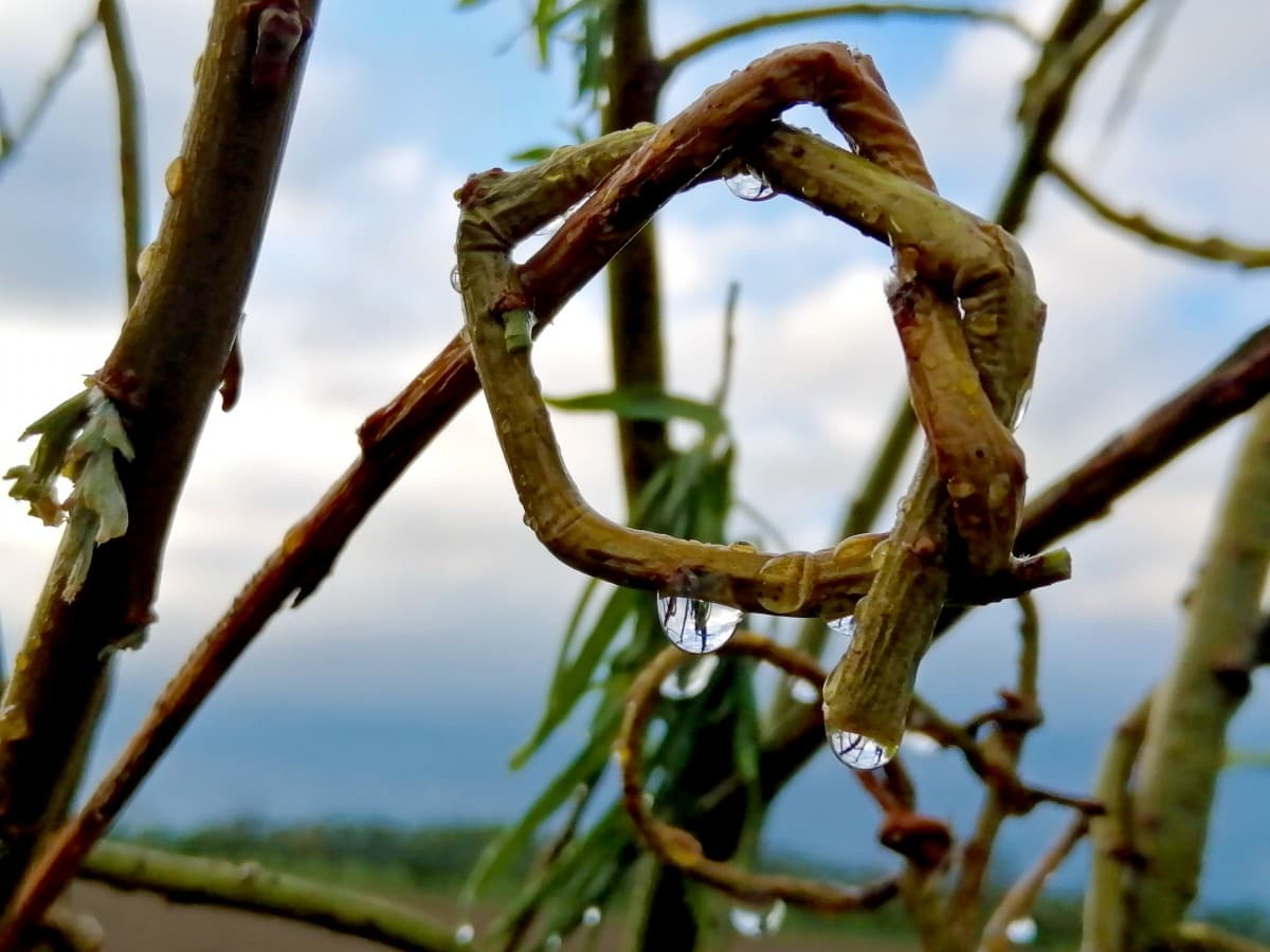 Weaving Willow Wattles in words and photos - Jane Baxter Art