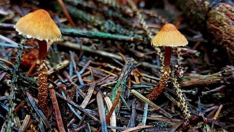 Photogenic Fungi - Powderpuff Bracket Fungus and more - Jane Baxter Art